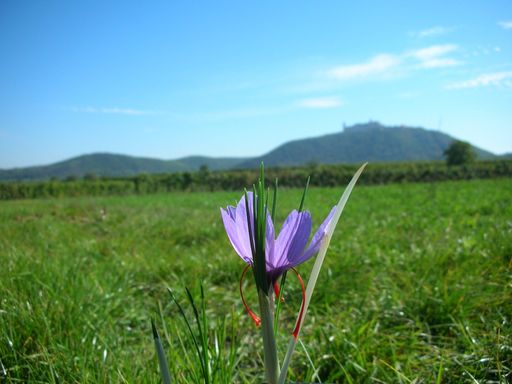 Weltweit erster Demeter - Biodynamischer Safran blüht in der Wachau