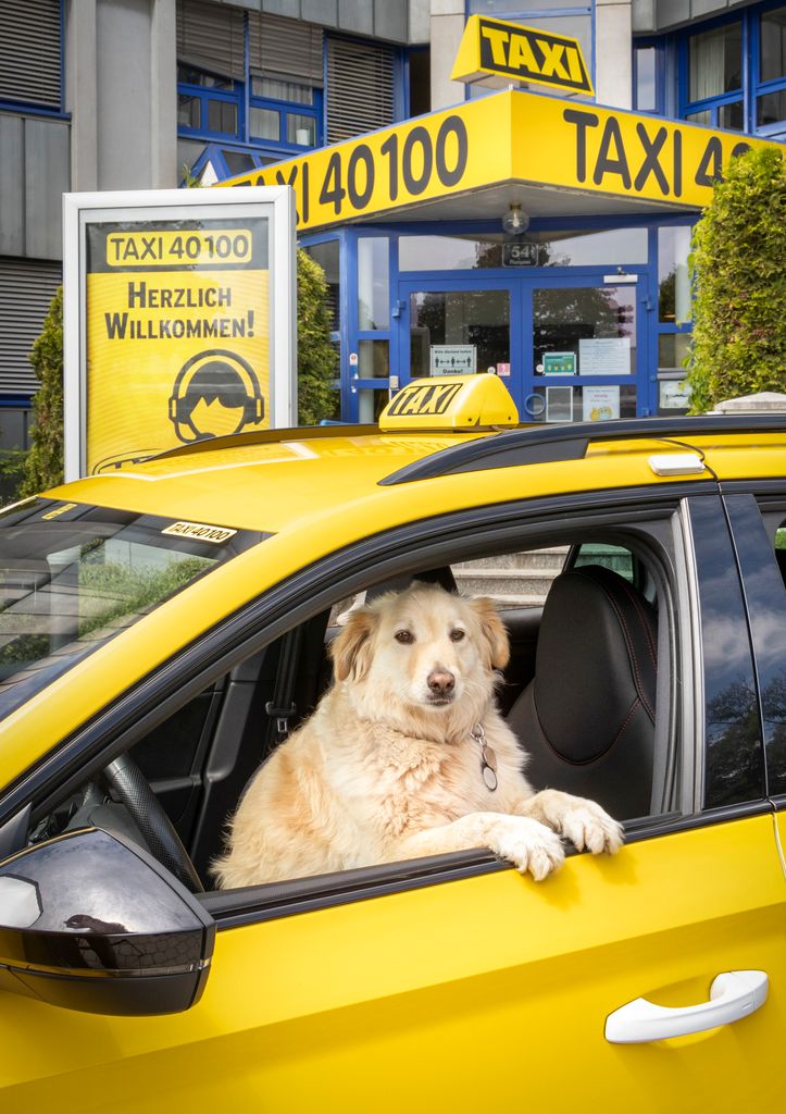 „Bei Taxi 40100 fahren Tiere gratis mit!“
