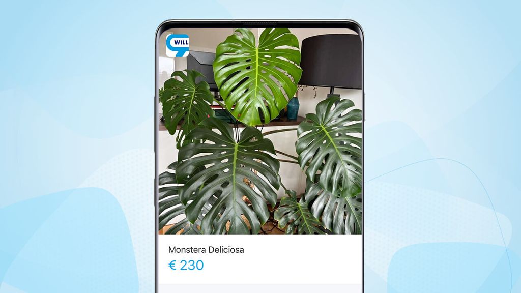 Monstera, Bonsai und Co.: Die gefragtesten Zimmerpflanzen in ...