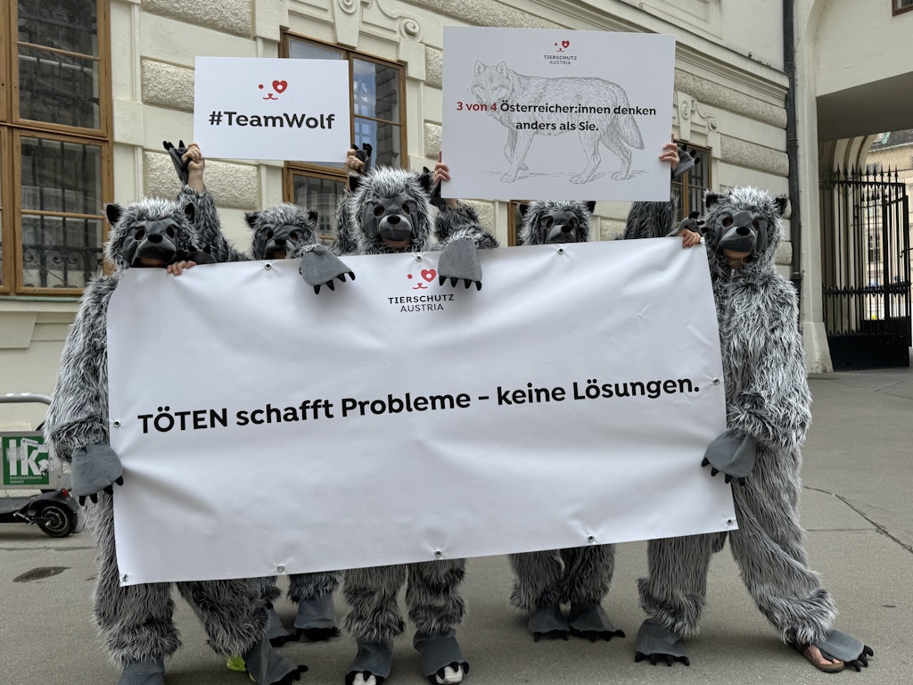 Tierschutz Austria setzt Zeichen gegen Panikmache beim Thema Wolf