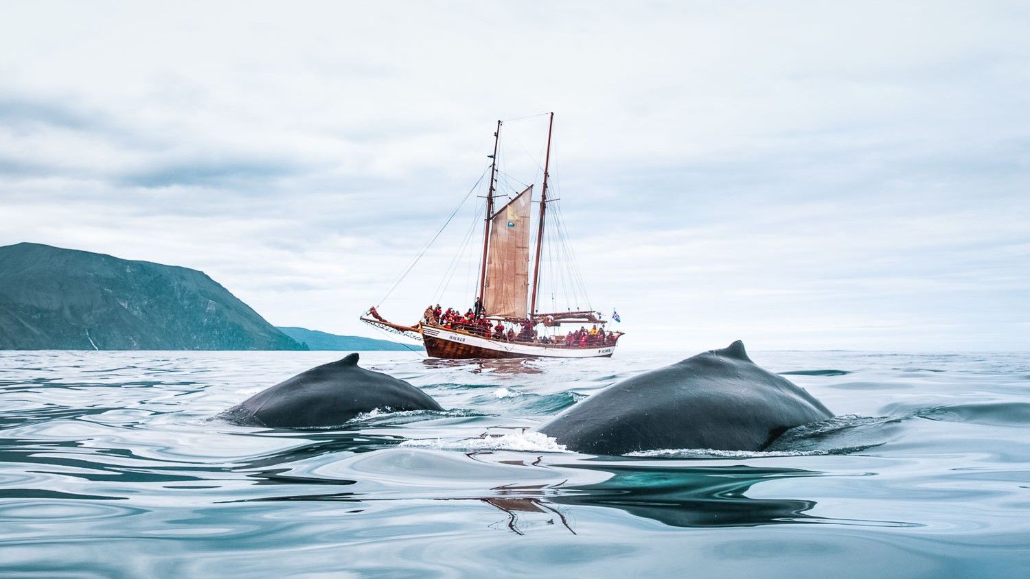 Tourists scooping whale DNA from the ocean