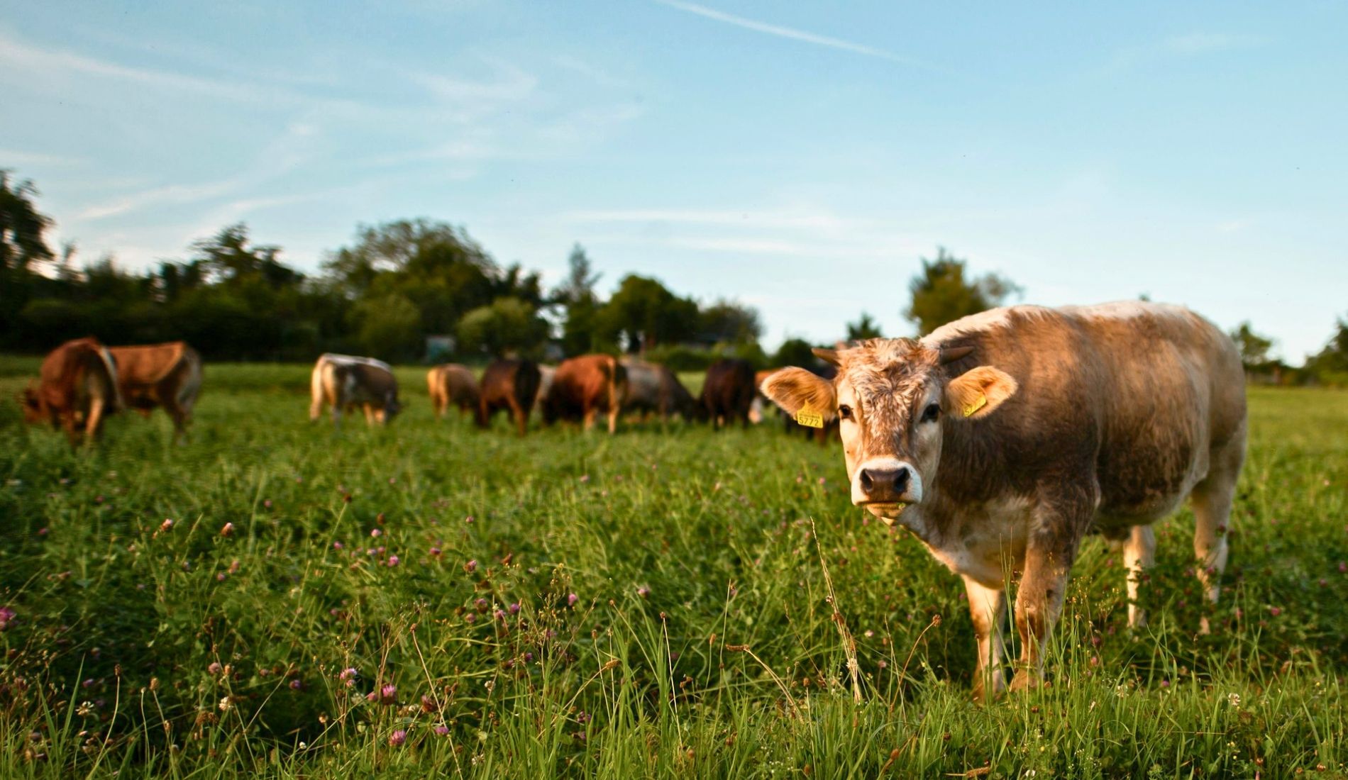 How to achieve a sustainable food transition